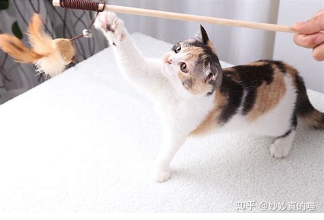 家里的猫咪不喜欢逗猫棒 知乎