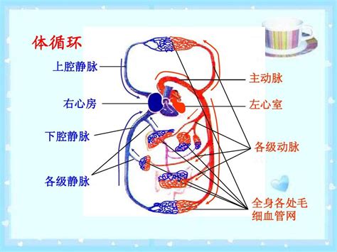 第9章第2节血液循环第3课时文档下载