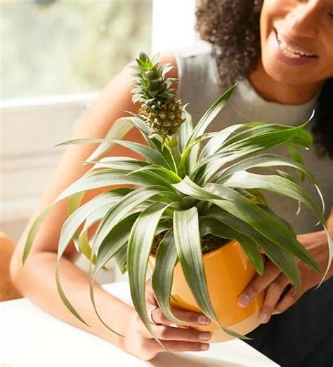Definitive Manual For Cultivating Indoor Pineapple Plants Grow Serenity
