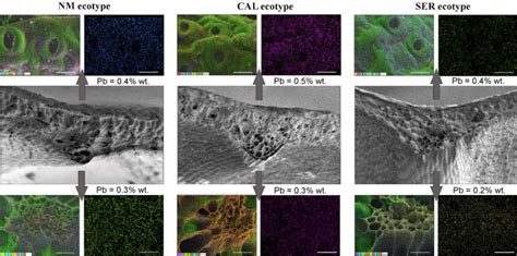 Scanning Electron Microscopy Micrographs And Elements Localization In Download Scientific