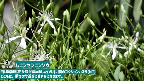 かはく国立科学博物館公式 on Twitter 筑波実験植物園 見ごろの植物更新 屋外 1位夏野菜などラッカセイ