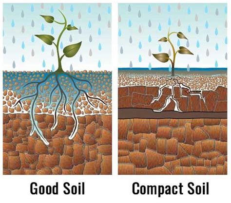 Soil Compaction How To Avoid It How To Solve It Forigo