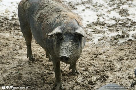 猪 摄影图 家禽家畜 生物世界 摄影图库 昵图网
