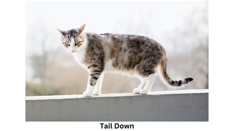 Decoding Cat Body Language Cat Care Society