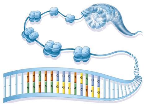 histone ptms and genomics materalab