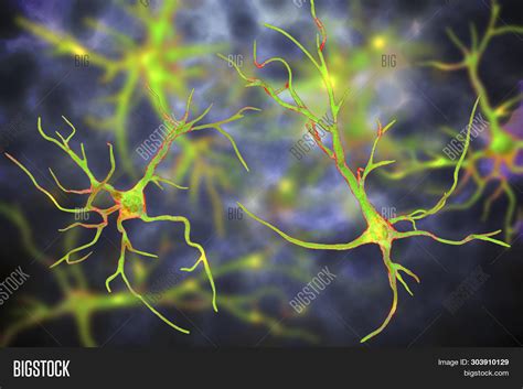 Astrocytes Brain Image And Photo Free Trial Bigstock