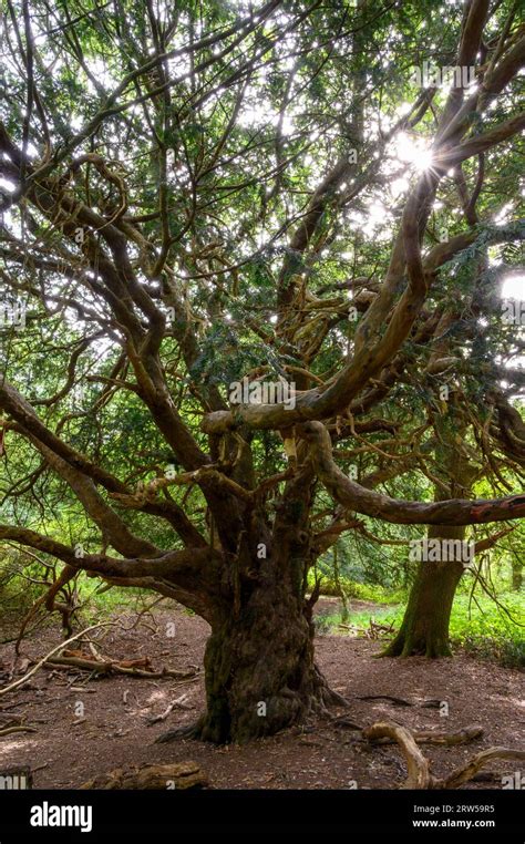 Yew Tree In The Ancient Kingley Vale Yew Forest With Trees Estimated Up