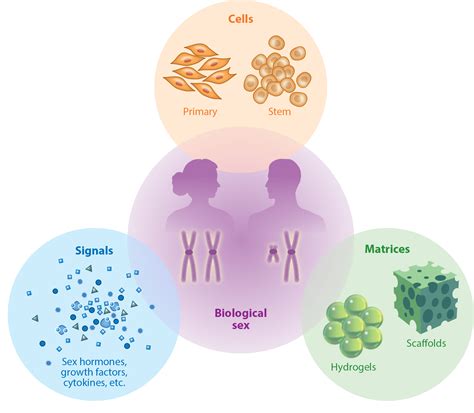Sex As A Biological Variable In Tissue Engineering And Regenerative