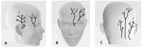 Anatomical Topography Of The Nerve Block A 1 Auriculotemporal Nerve