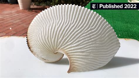It Looks Like A Shell But An Octopus And 40 000 Eggs Live Inside The New York Times