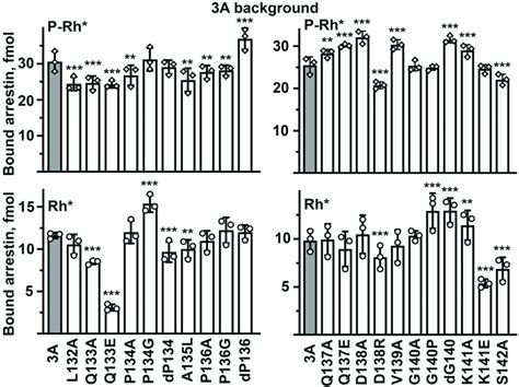 The Effect Of Middle Loop Mutations On 3a Background On Arrestin 1 Download Scientific Diagram