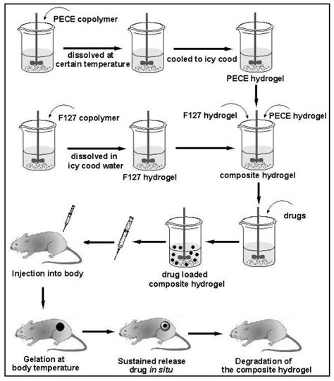 Preparation Scheme Of Demonstrated Injectable Thermosensitive Composite Download Scientific
