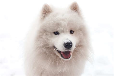 Samoyed — Personality Grooming And Care