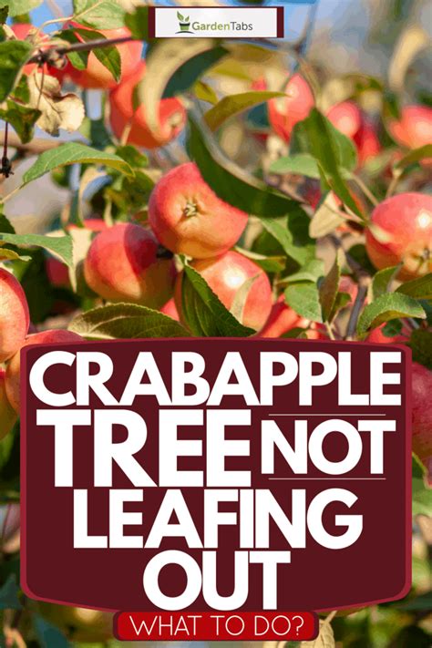 Crabapple Tree Not Leafing Out What To Do
