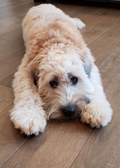 Wheaten Terrier Artofit