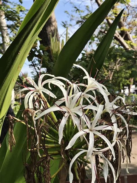 Crinum Asiaticum Or Poison Bulb Or Giant Crinum Lily Or Grand Crinum