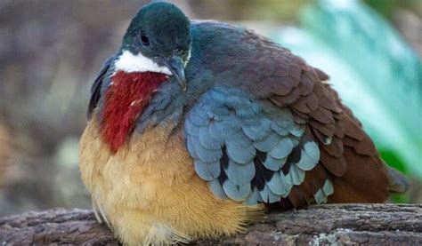 The Luzon Bleeding Heart Dove A Comprehensive Guide
