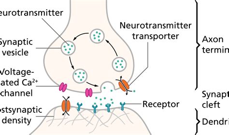 Can A Neurotransmitter Imbalance Be Causing Your Mood Problems Beatanxiety