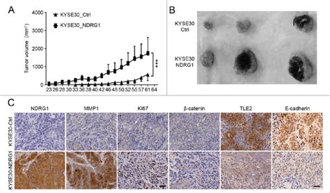 Ectopic Overexpression Of Ndrg1 Promotes Tumor Growth In Vivo A
