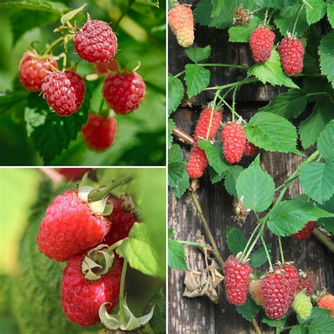 Pruning Raspberries The Complete Guide Roots Plants