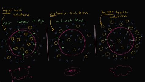 Biology Cells Classification Diagram Quizlet