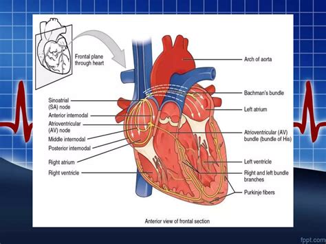 Generation And Conduction Of Cardiac Impulse Ppt