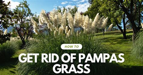 How To Remove Dead Pampas Grass At Megan Kelli Blog