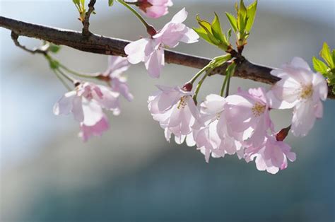小山駅東口の思川桜その1三遊亭円楽師匠も桜の里親です当時楽太郎 らんばらしょうぎ