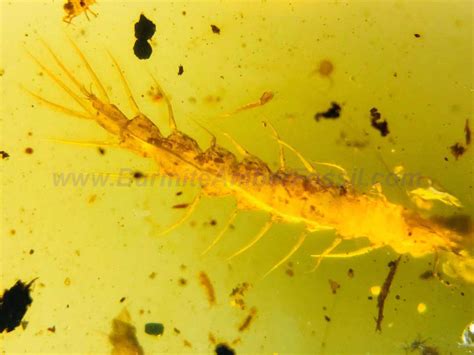 Sc Perfect Gyrinidae Larva W Certificate Coleoptera