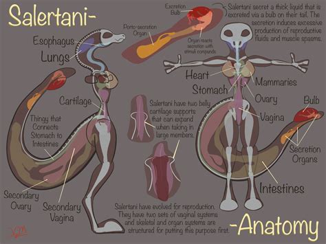 Rule 34 Anatomy Anatomy Reference Anthro Areola Big Tail Bone Breasts