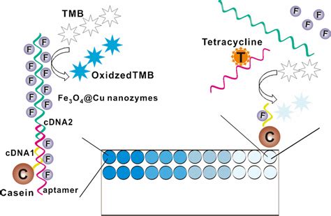 The Principle Of The Proposed Colorimetric Aptasensor For Tc Detection Download Scientific Diagram