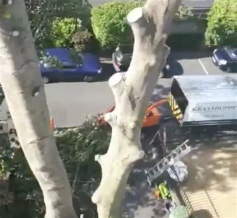 Grasshopper Tree Care Grasshopper Services