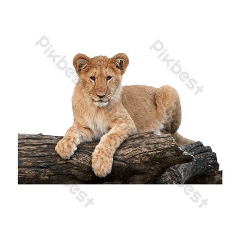 Adorable Cub Lion Photos PNG Images PSD Free Download Pikbest