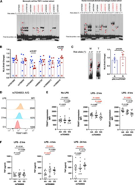 Identification Of A Regulatory Pathway Governing Traf1 Via An Arthritis