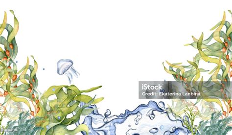 녹색 바다 식물 수채화 그림은 흰색 배경에 분리되어 있다 Laminaria 갈색 다시마 도움이 되는 해초 손으로 그렸습니다 패키지 라벨 광고 배너 간판을 위한 디자인 요소