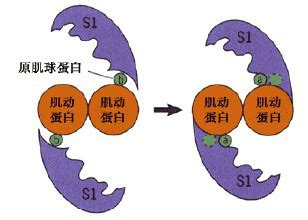 肌动蛋白结合蛋白 全球百科