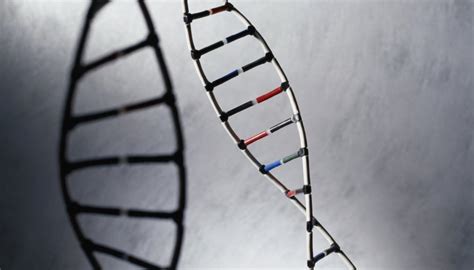 Differences Between Coding Template Strands Sciencing