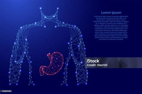 위장은 인체에 인간의 몸통 미래다각형 폴리와 레드 라인에서 해부학 소화 기및 배너 포스터 인사말 카드에 대한 빛나는 별입니다 벡터 그림입니다 벡터에 대한 스톡 벡터 아트 및