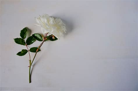 흰색 나무 배경에 녹색 잎흰색 장미 꽃 맨 위 보기입니다 공간을 복사합니다 플로럴 모형 0명에 대한 스톡 사진 및 기타 이미지 Istock