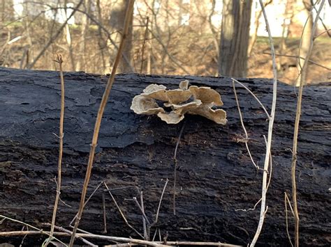 encountered these little guys while taking a walk wondering whats