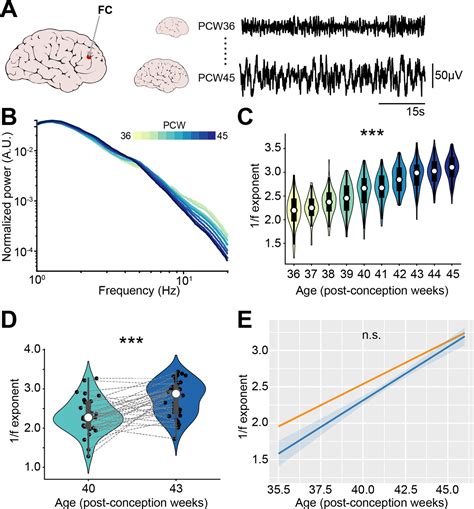 An Increase Of Inhibition Drives The Developmental Decorrelation Of Neural Activity Elife