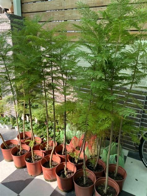 藍花楹大苗春天開花時串串紫藍花朵密集 非常美觀花冠筒狀紫藍色非常漂亮acutifolia品種 Yahoo奇摩拍賣