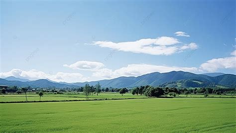 들판이 있는 넓은 녹색 들판 나무 들판 산 배경 일러스트 및 사진 무료 다운로드 Pngtree