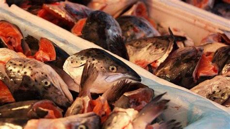 Химический состав рыбы и ее пищевая ценность | Звероферма