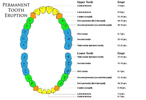 Best 12 Permanent Tooth Eruption Chart Artofit