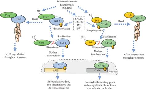 The Crosstalk Between Nrf 2 And Nf κb Transcription Factors The Stress Download Scientific