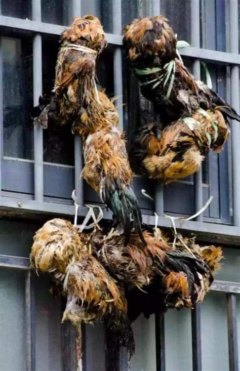 農曆中國十月十七 風雞 每日頭條