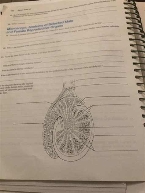 Solved NAME EXERCISE LAB TIME DATE Anatomy Of Th Chegg Com