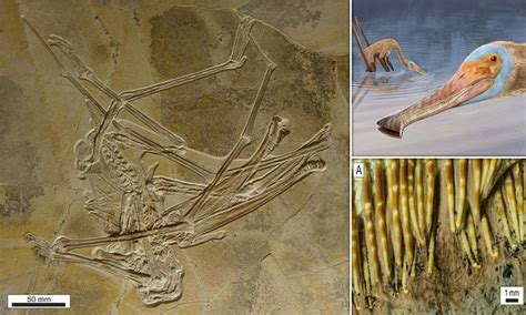 Pterosaur With More Than 400 Teeth Unearthed In Germany Daily Mail Online