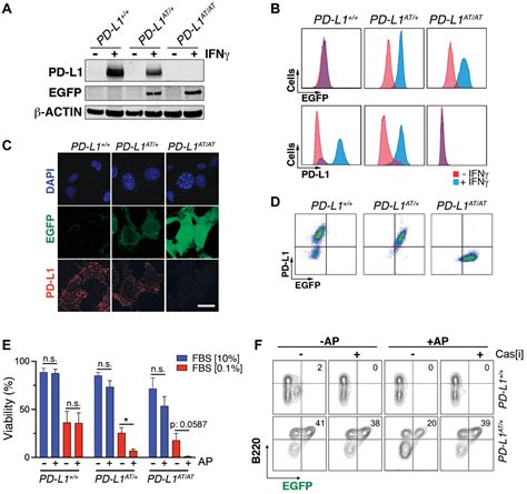 Pd L1attac Mice Reveal The Potential Of Depleting Pd L1 Expressing